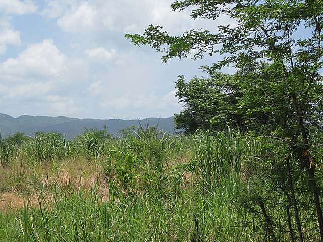 Commercial/farm land For Sale in Braes River, St. Elizabeth Jamaica ...