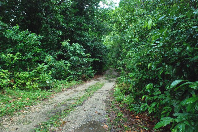 Commercial/farm land For Sale in Ipswich Maggoty, St. Elizabeth Jamaica ...