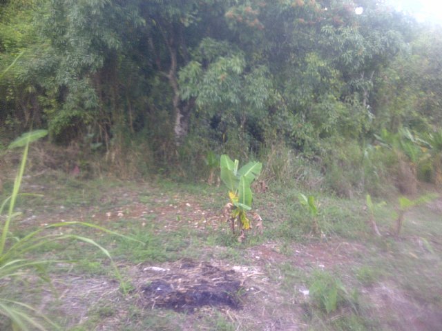 Residential lot For Sale in Swain Spring Red Hills, Kingston / St ...