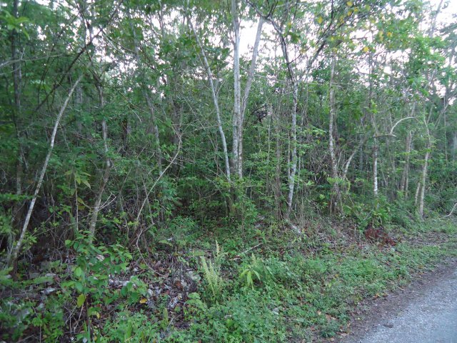 Residential lot For Sale in copse, Hanover Jamaica | PropertyAdsJa.com