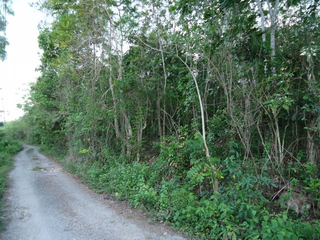 Residential lot For Sale in copse, Hanover Jamaica | PropertyAdsJa.com