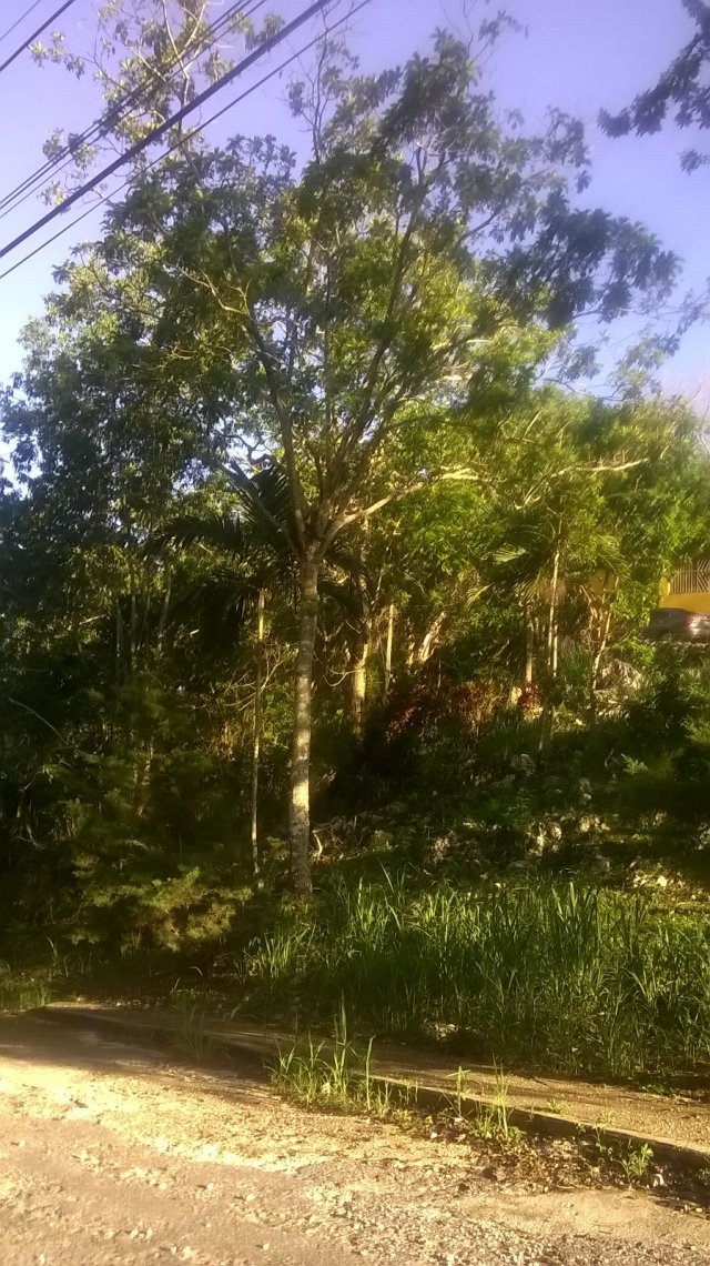 Residential lot For Sale in Swain Spring Rise, Kingston / St. Andrew ...